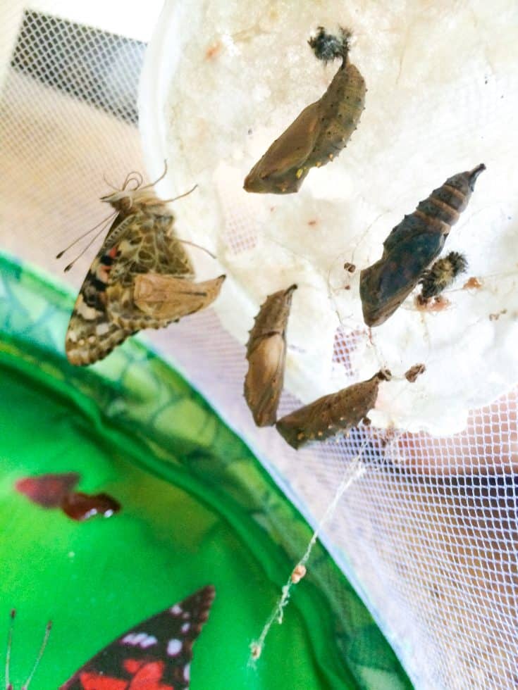 Raising Butterflies with Kids: Setting Up an Observation Station ...