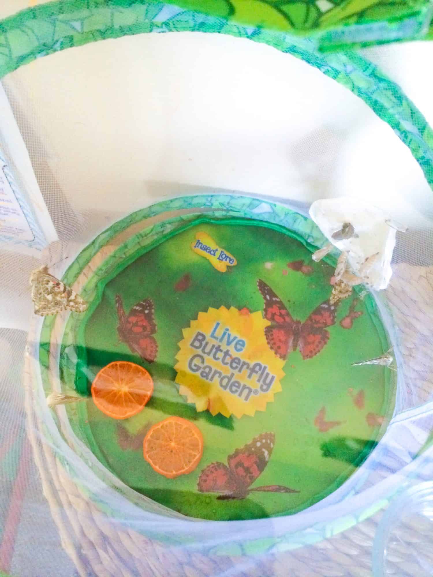 Raising Butterflies with Kids: Setting Up an Observation Station ...