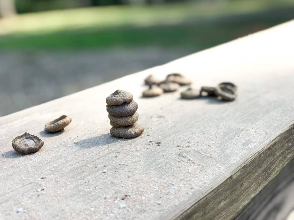 Acorn Balancing: Outdoor STEM Challenge for Kids - Views From a Step Stool