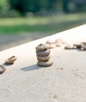 Acorn Balancing: Outdoor STEM Challenge for Kids - Views From a Step Stool