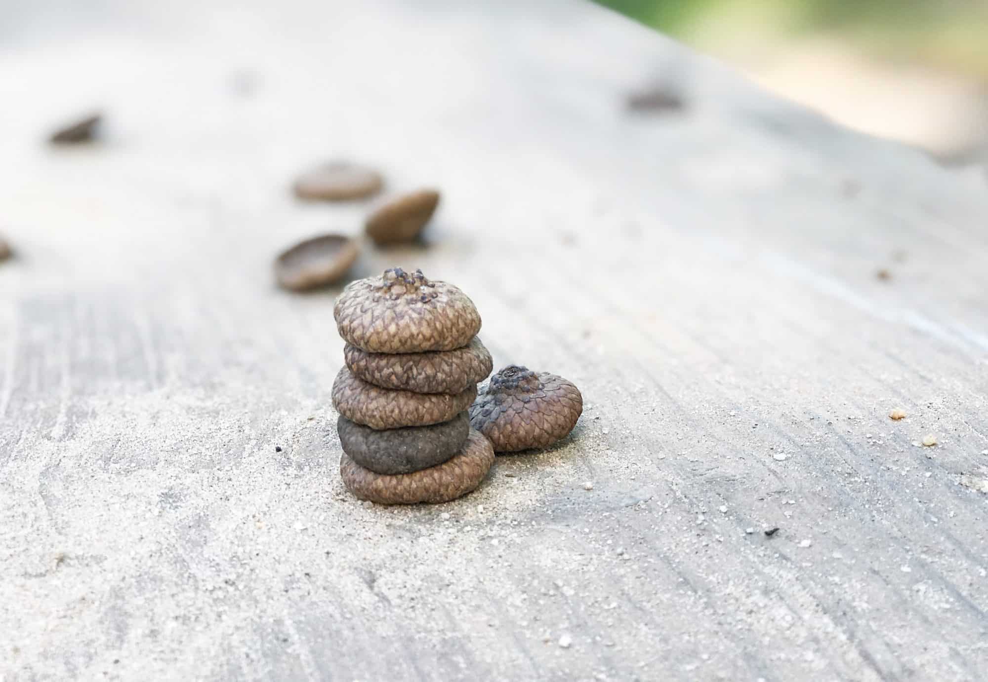 Acorn Balancing: Outdoor STEM Challenge for Kids - Views From a Step Stool