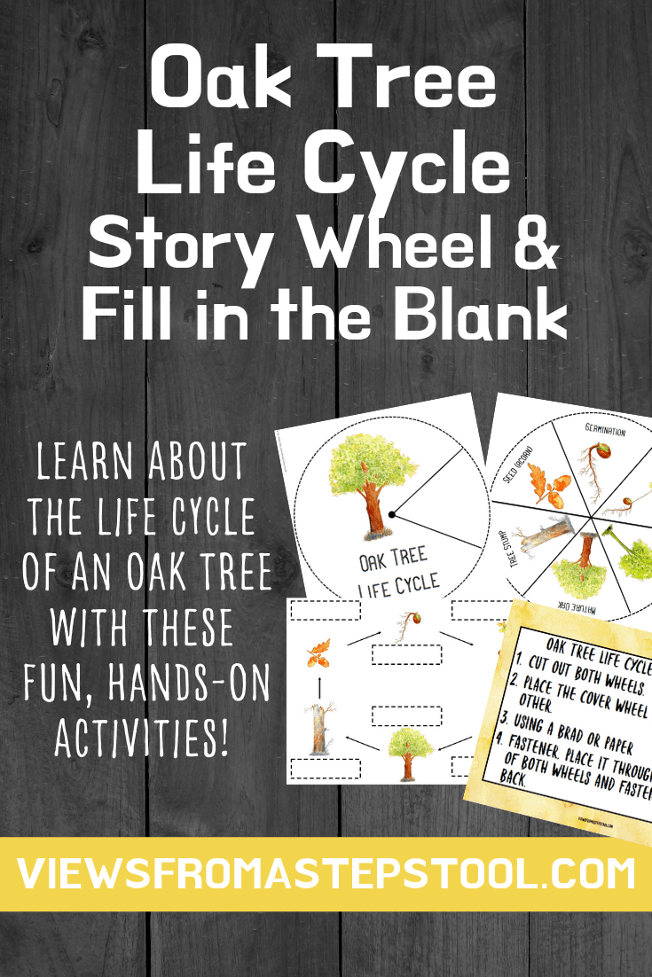 Oak Tree Life Cycle Printable Story Wheel - Views From a Step Stool