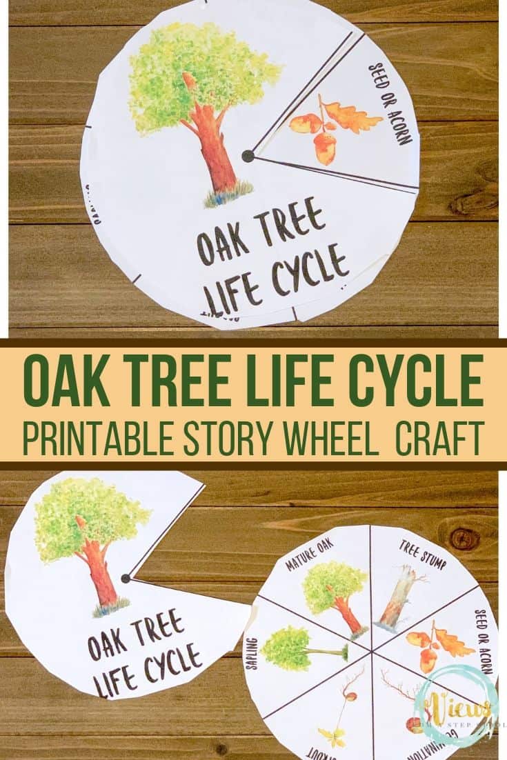 Oak Tree Life Cycle Printable Story Wheel - Views From a Step Stool
