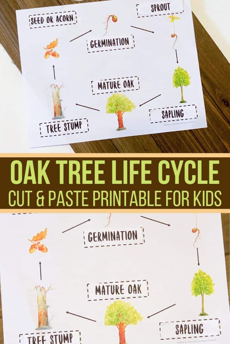 Oak Tree Life Cycle Printable Story Wheel - Views From a Step Stool