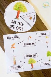 Oak Tree Life Cycle Printable Story Wheel - Views From a Step Stool