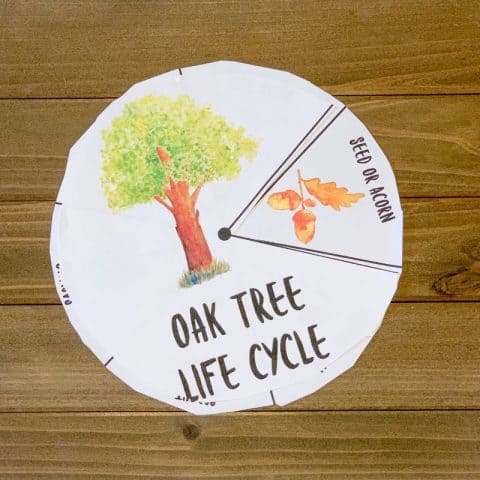 Oak Tree Life Cycle Printable Story Wheel - Views From a Step Stool