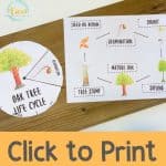 Oak Tree Life Cycle Printable Story Wheel - Views From a Step Stool