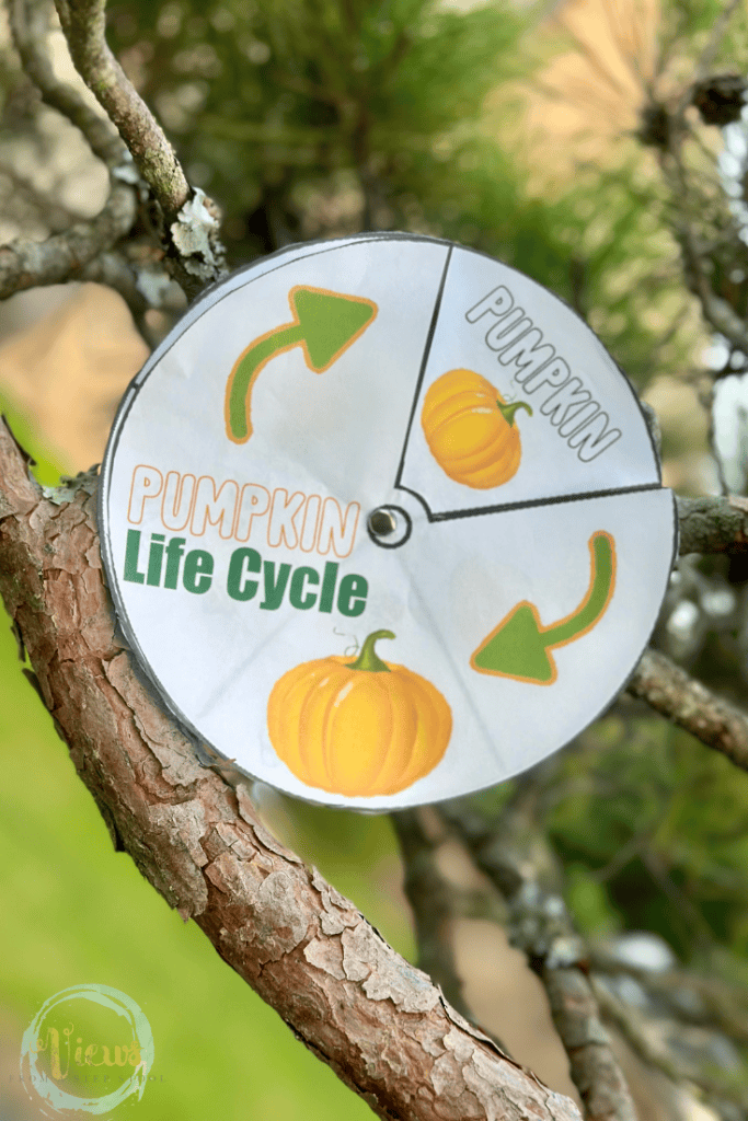 Printable Pumpkin Life Cycle Story Wheel - Views From a Step Stool
