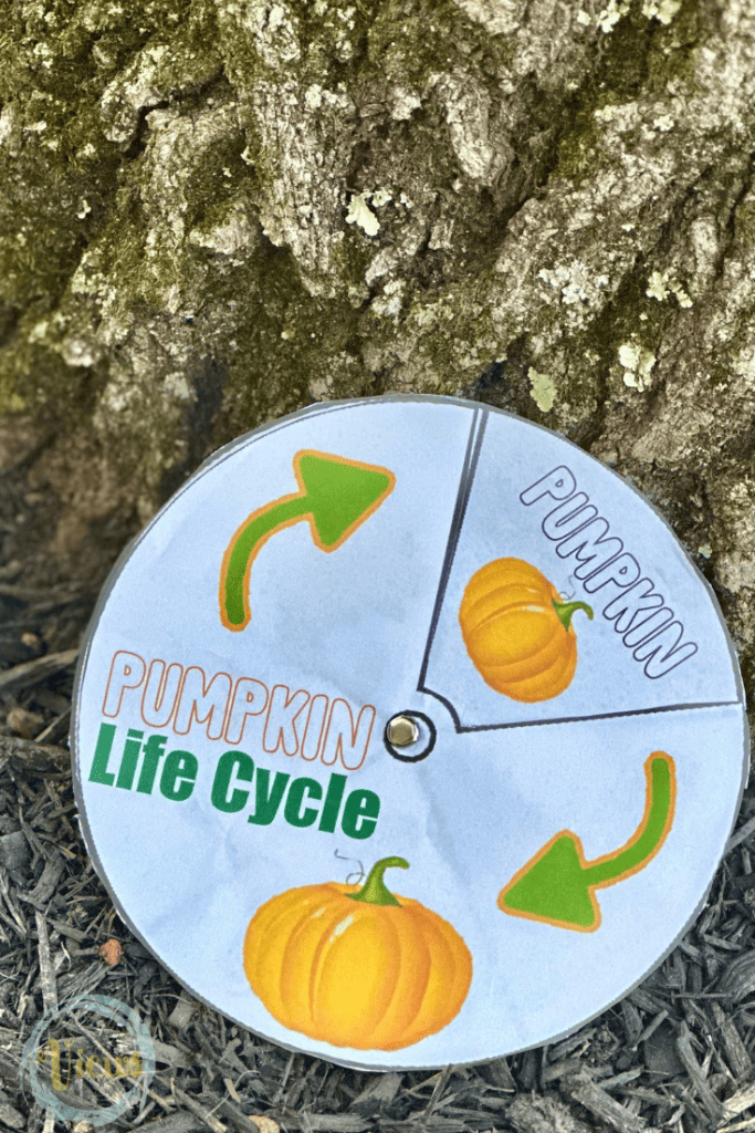 Printable Pumpkin Life Cycle Story Wheel - Views From a Step Stool
